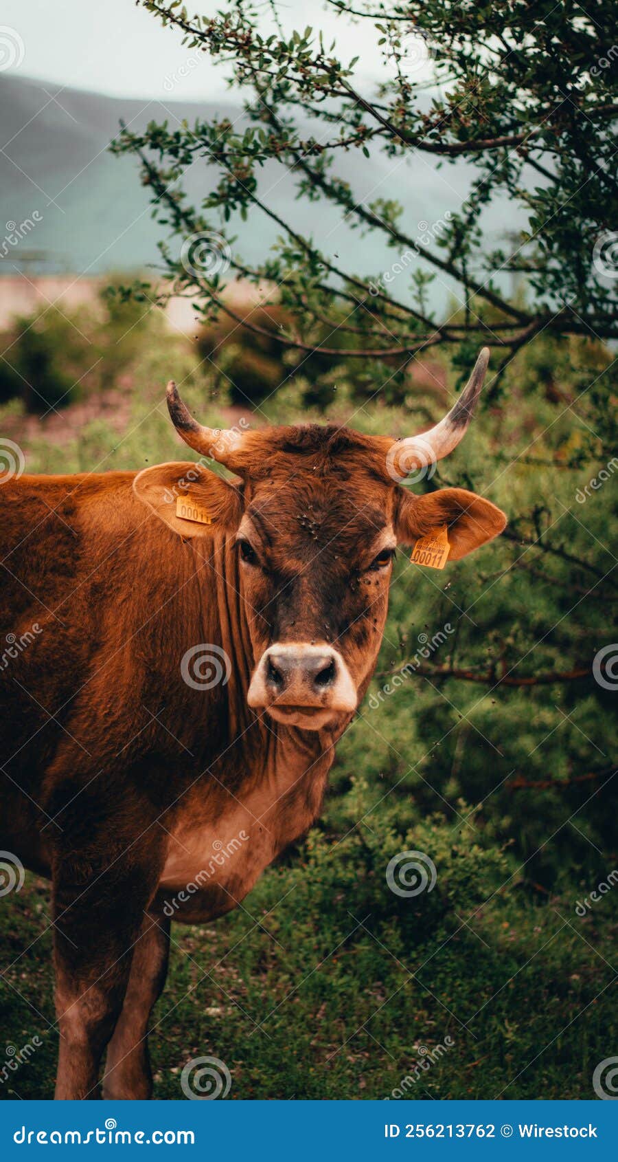 Closeup of a Cow Looking Around in the Wilderness Stock Photo - Image ...