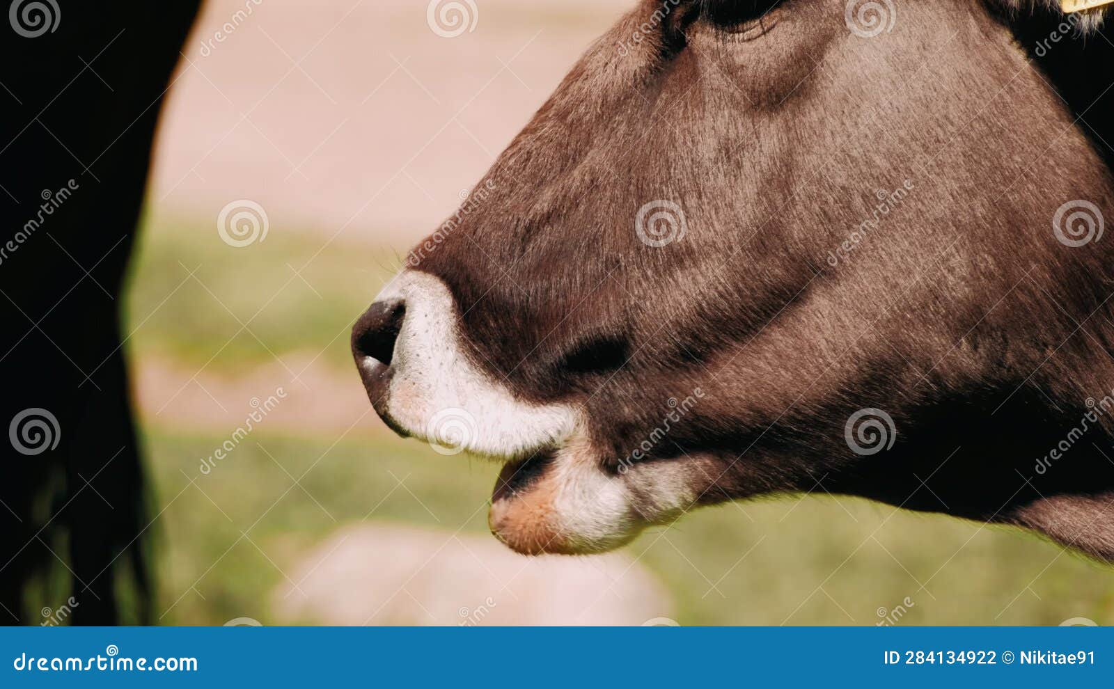 Closeup of a Cow S Face. the Cow is Chewing. Cow Muzzle Stock Footage ...