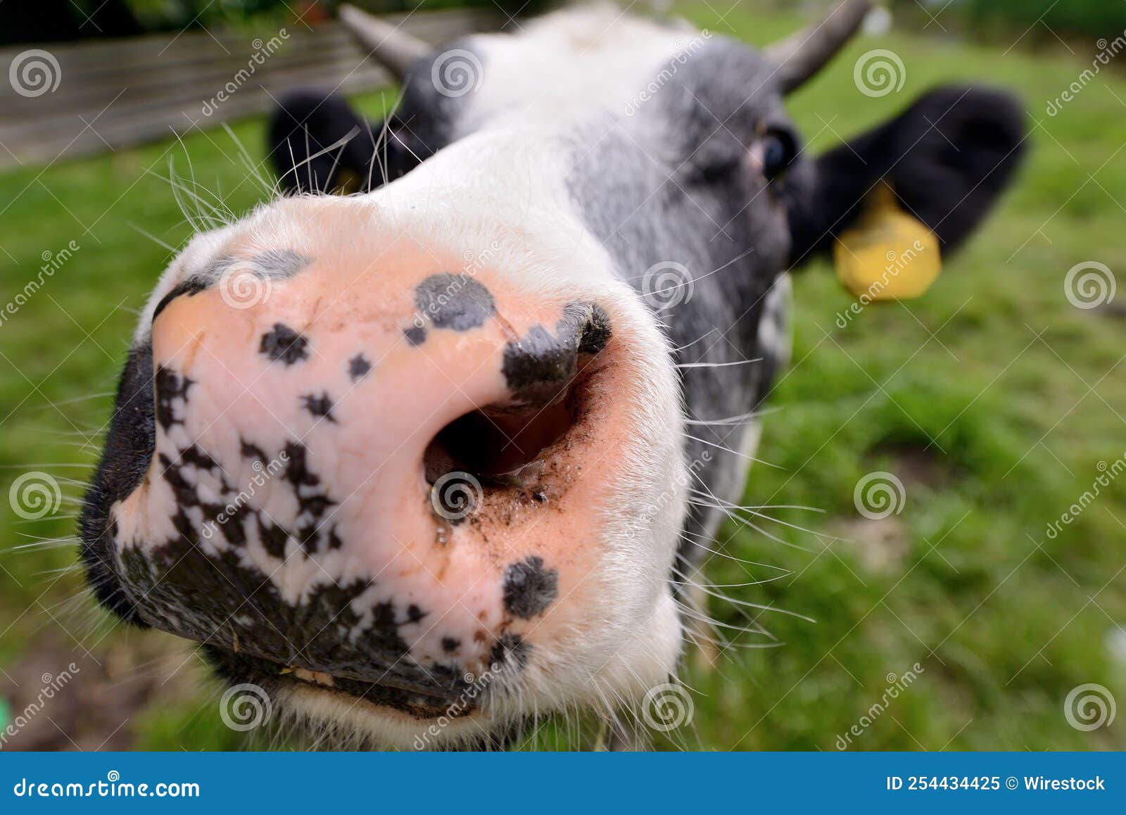 Closeup of a Cow S Spotty Muzzle and Nose Stock Image - Image of nature ...