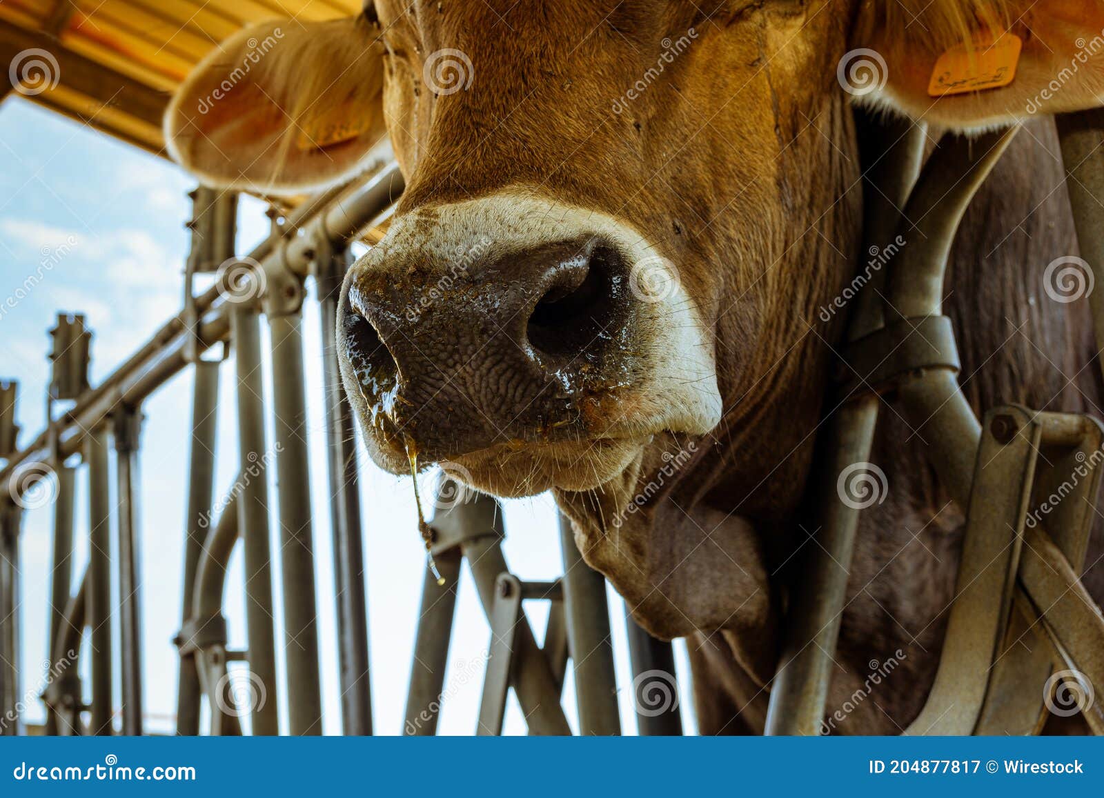 Closeup of a Cow with Snotty Nose Stock Image - Image of metal, cowshed ...