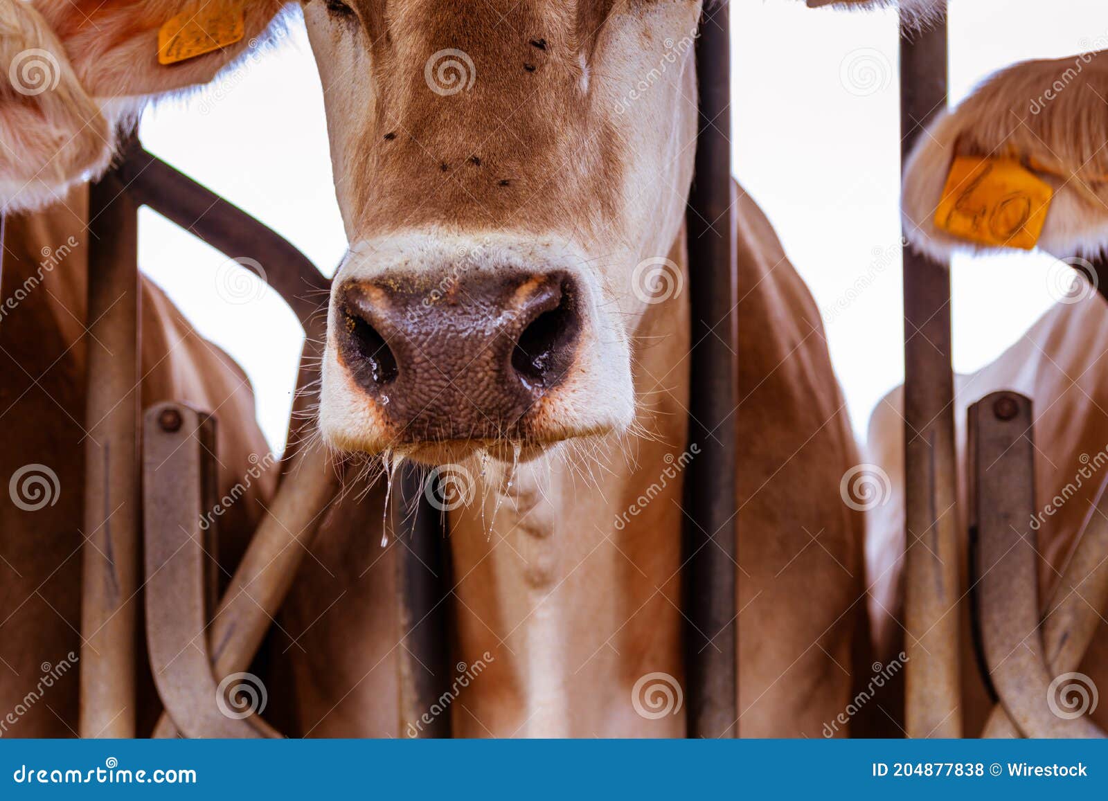 Closeup of a Cow with a Snotty Nose Stock Photo - Image of mammal, nose ...