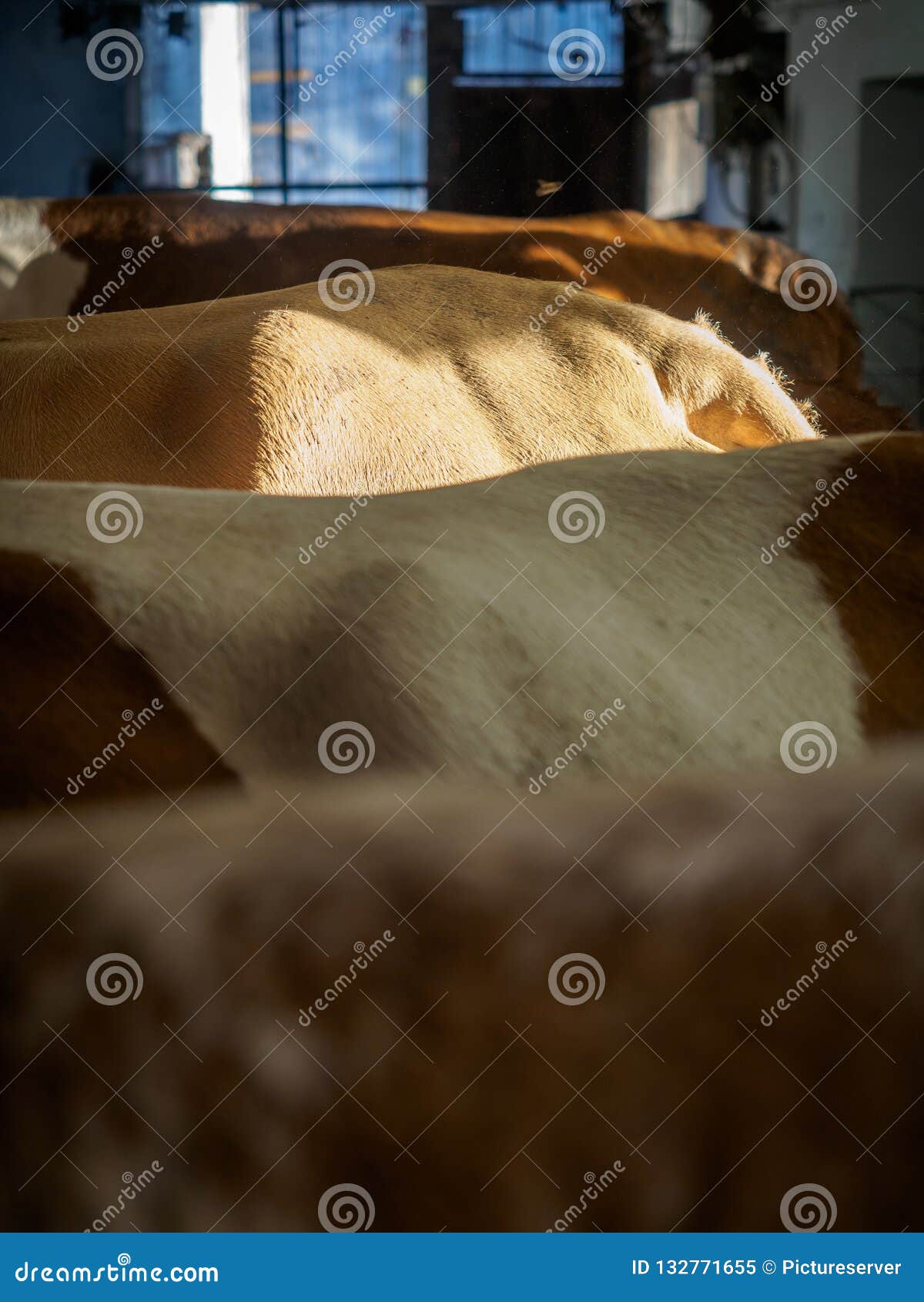 Closeup of Cows Back in Cowshed Stock Image - Image of industry, nature ...