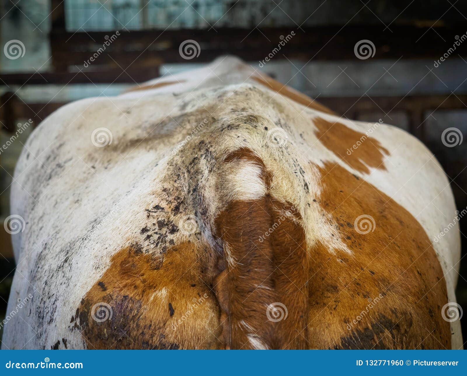 Closeup of Cows Back in Cowshed Stock Photo - Image of milk, closeup ...