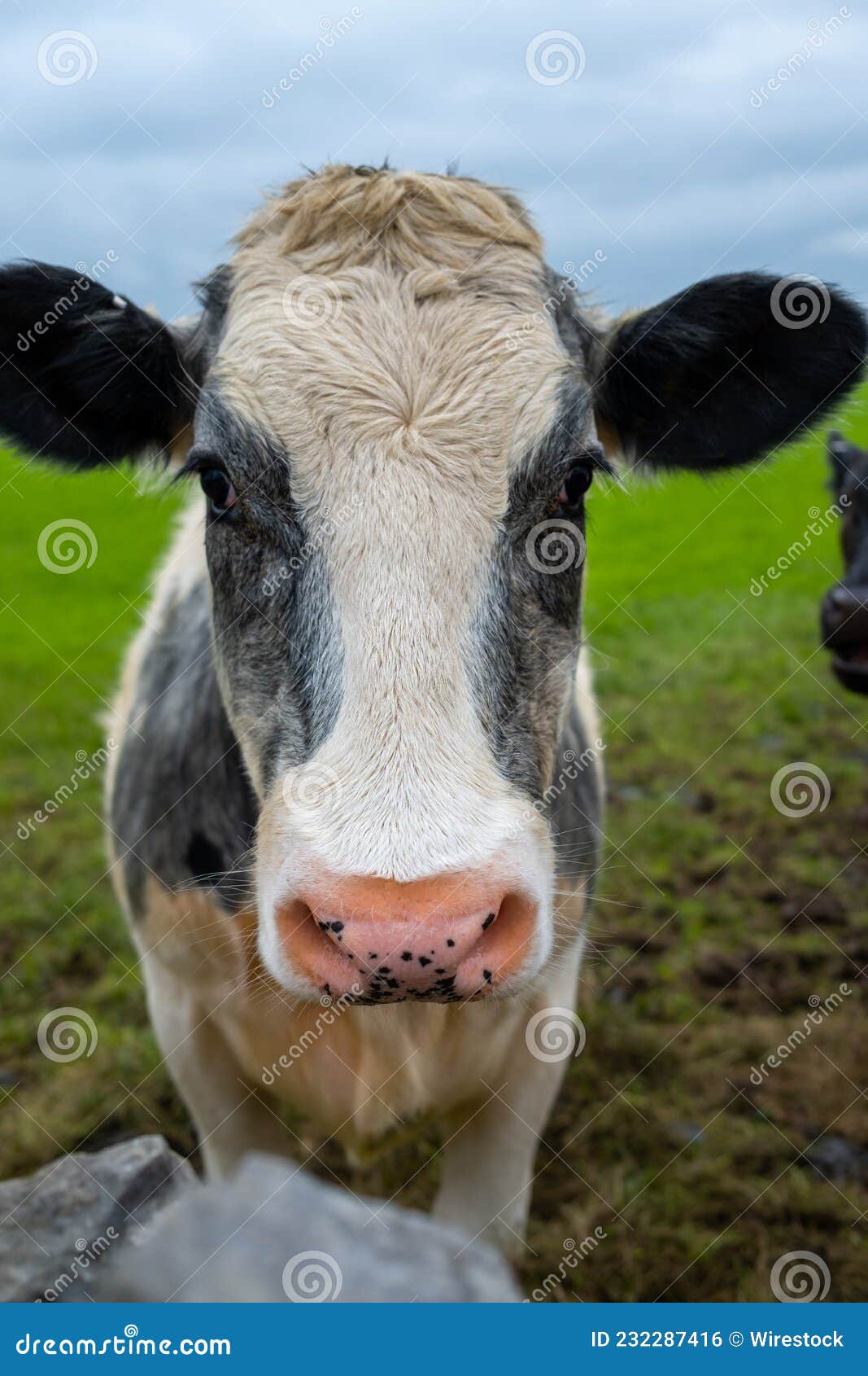 Closeup of cows face stock photo. Image of farming, dairy - 232287416