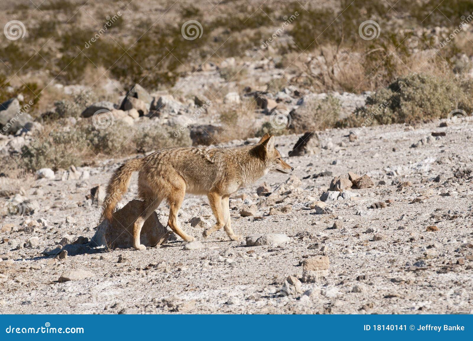 Closeup of coyote stock image. Image of watching, indigenous - 18140141