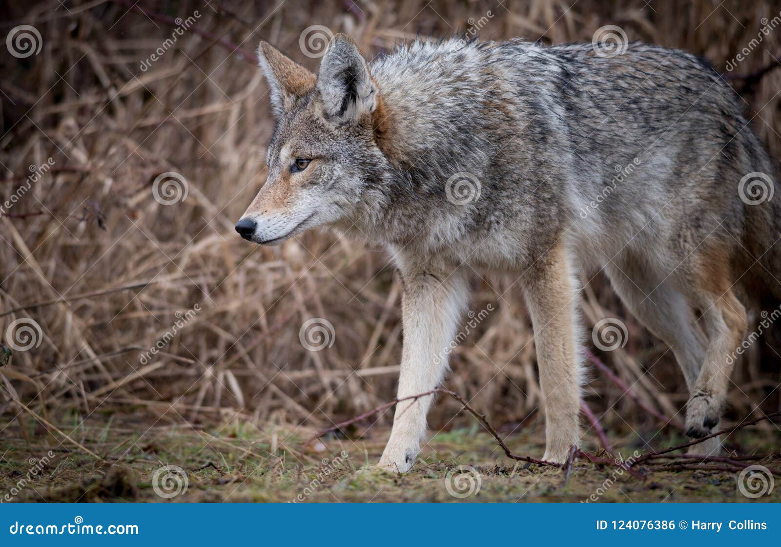 Closeup of a Coyote stock photo. Image of canis, canine - 124076386