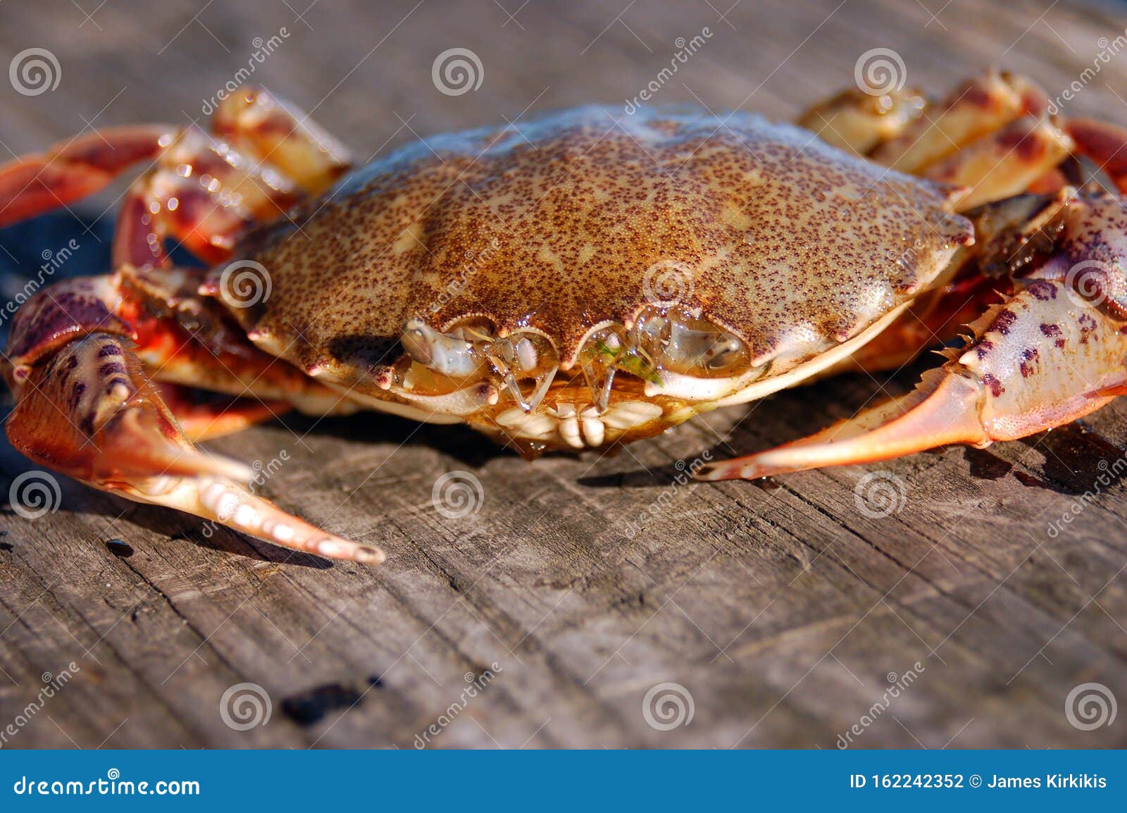 Closeup of a Crab stock photo. Image of northeast, animal - 162242352