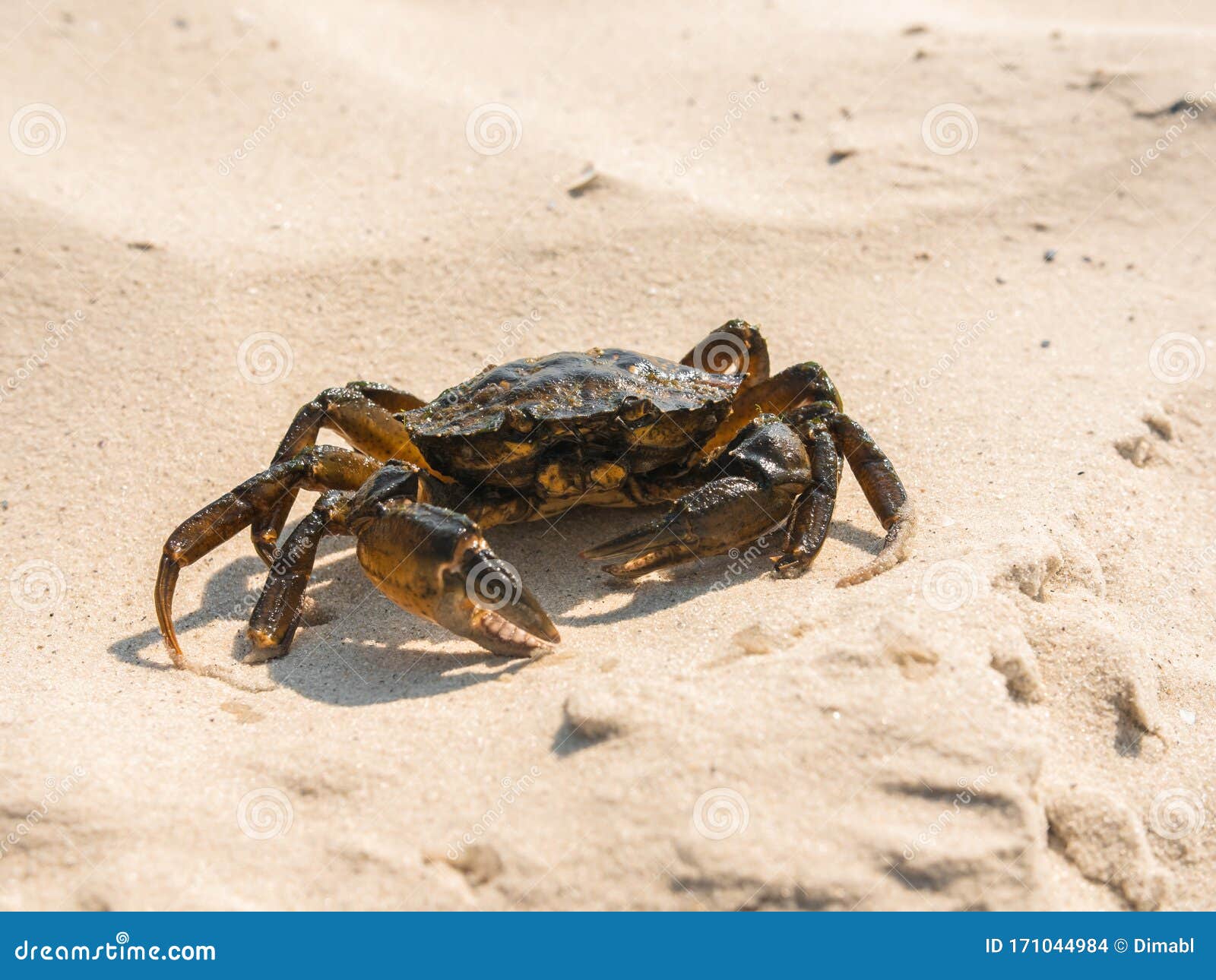 Closeup of Crab on a Beach Outdoors Stock Photo - Image of reflex ...