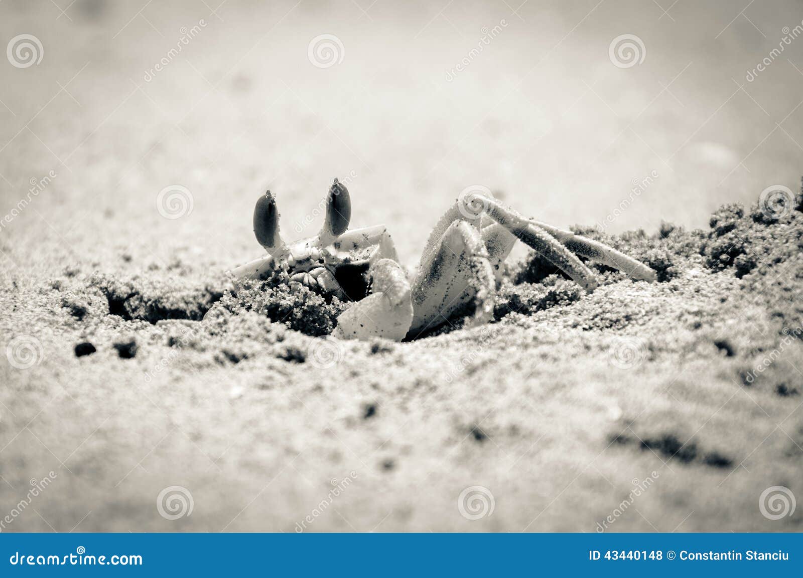 Closeup of Crab Digging a Hole in the Sand Stock Photo - Image of white ...