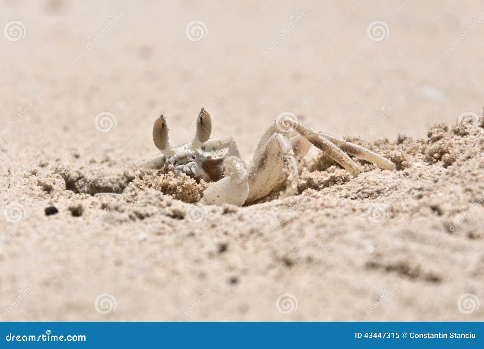 Closeup of Crab Digging a Hole in the Sand Stock Image - Image of ...