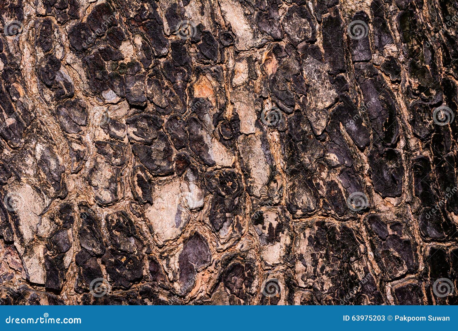 Closeup Cracked Skin of Trunk of Tree Texture Stock Image - Image of ...