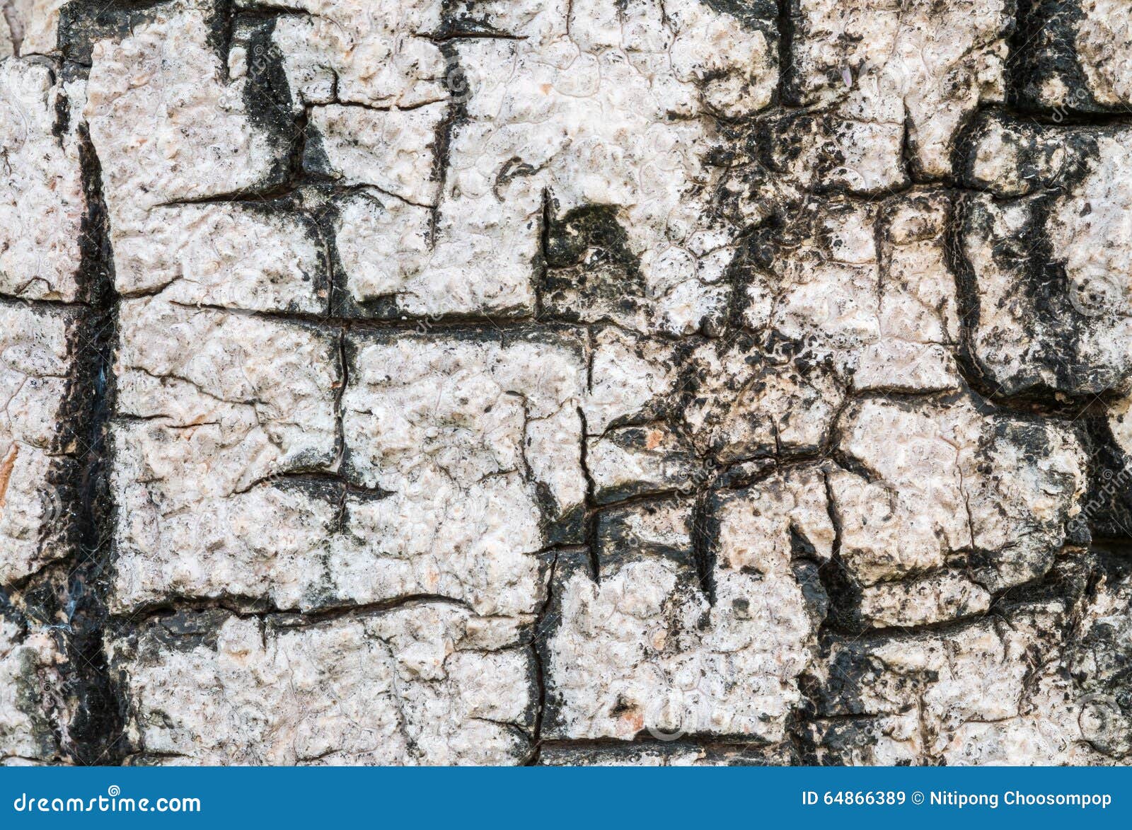 Closeup Cracked Skin of Trunk of Tree Texture Background Stock Image ...