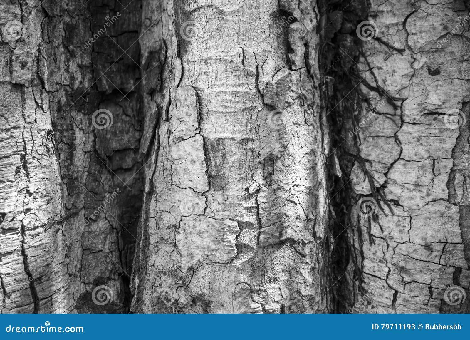 Closeup Cracked Skin of Trunk of Tree Texture Background Stock Image ...