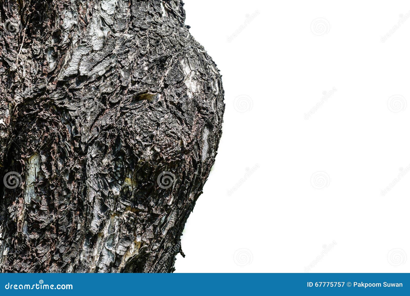 Closeup Cracked Skin of Trunk of Tree Texture on White Background Stock ...