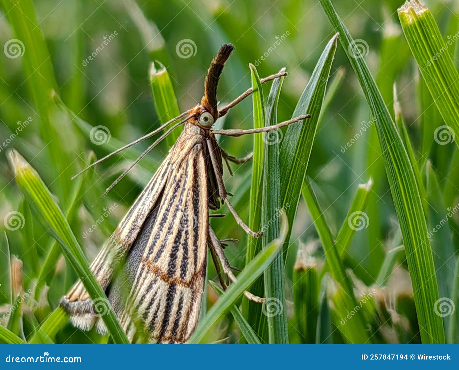 Closeup of a Crambid Snout Moth Standing on a Green Grass Stock Photo ...