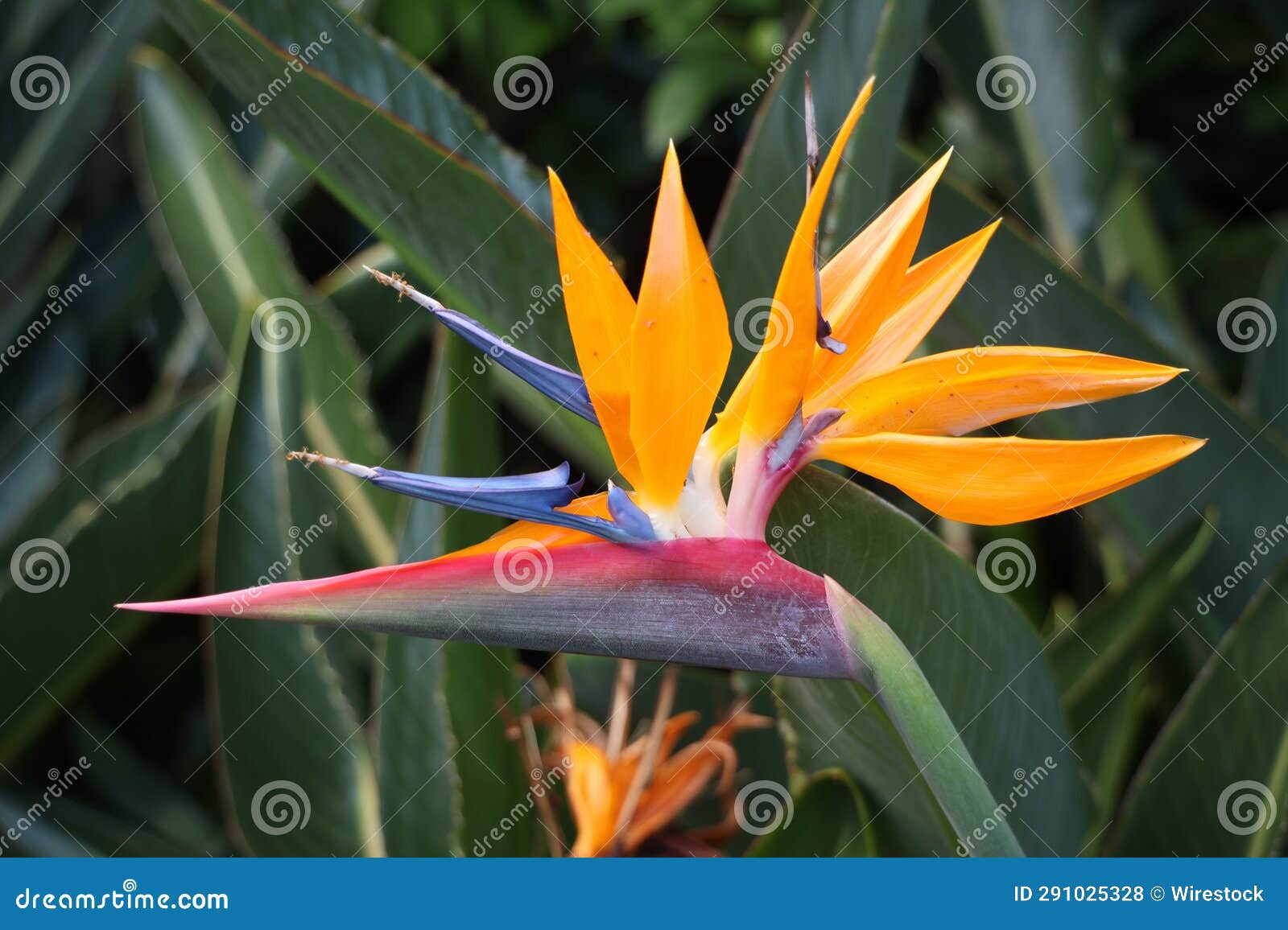 Closeup of a Crane Flower on a Green Shrub Stock Photo - Image of ...