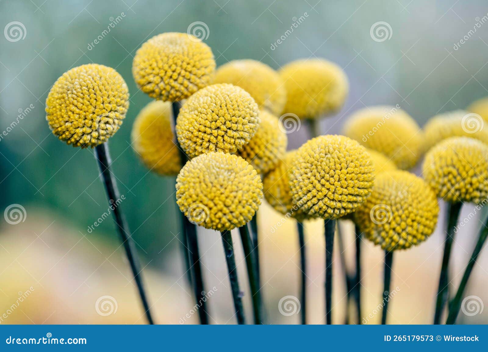 Closeup of Craspedia Sun Balls Stock Image - Image of elegant, spring ...