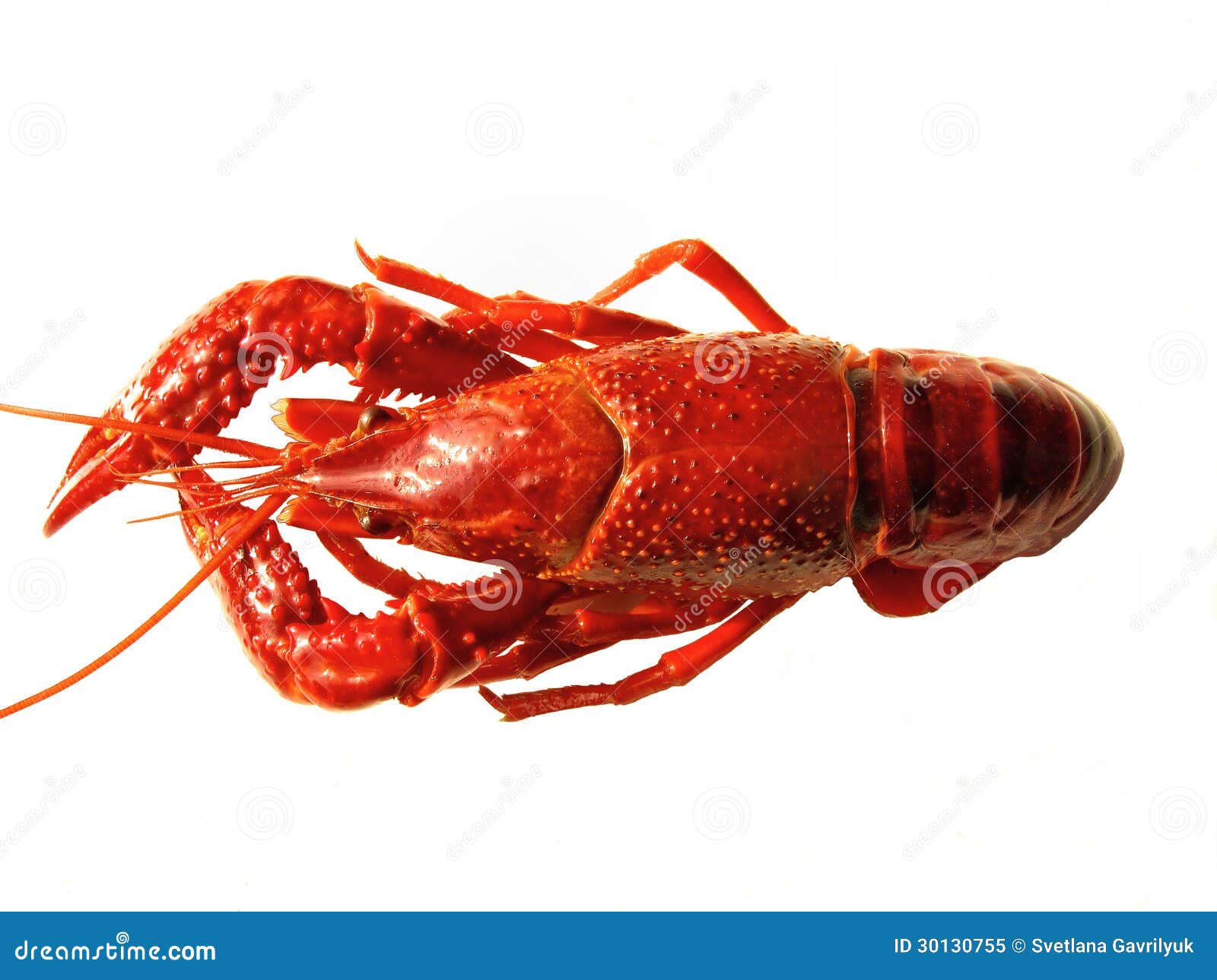Closeup of Crawfish Isolated Stock Image - Image of pincers, food: 30130755