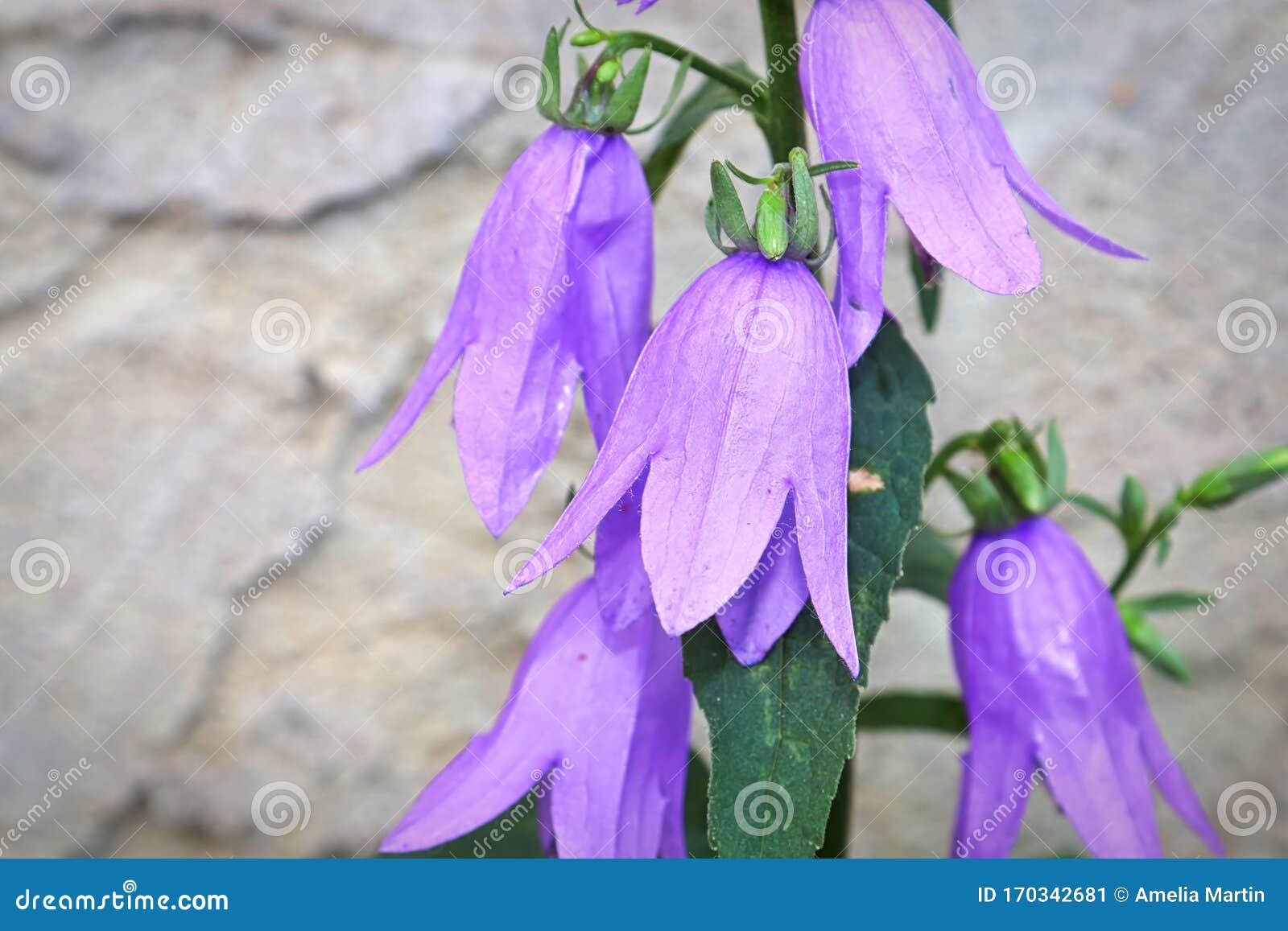 Closeup of the Creeping Bellflower Weed Head Stock Image - Image of ...
