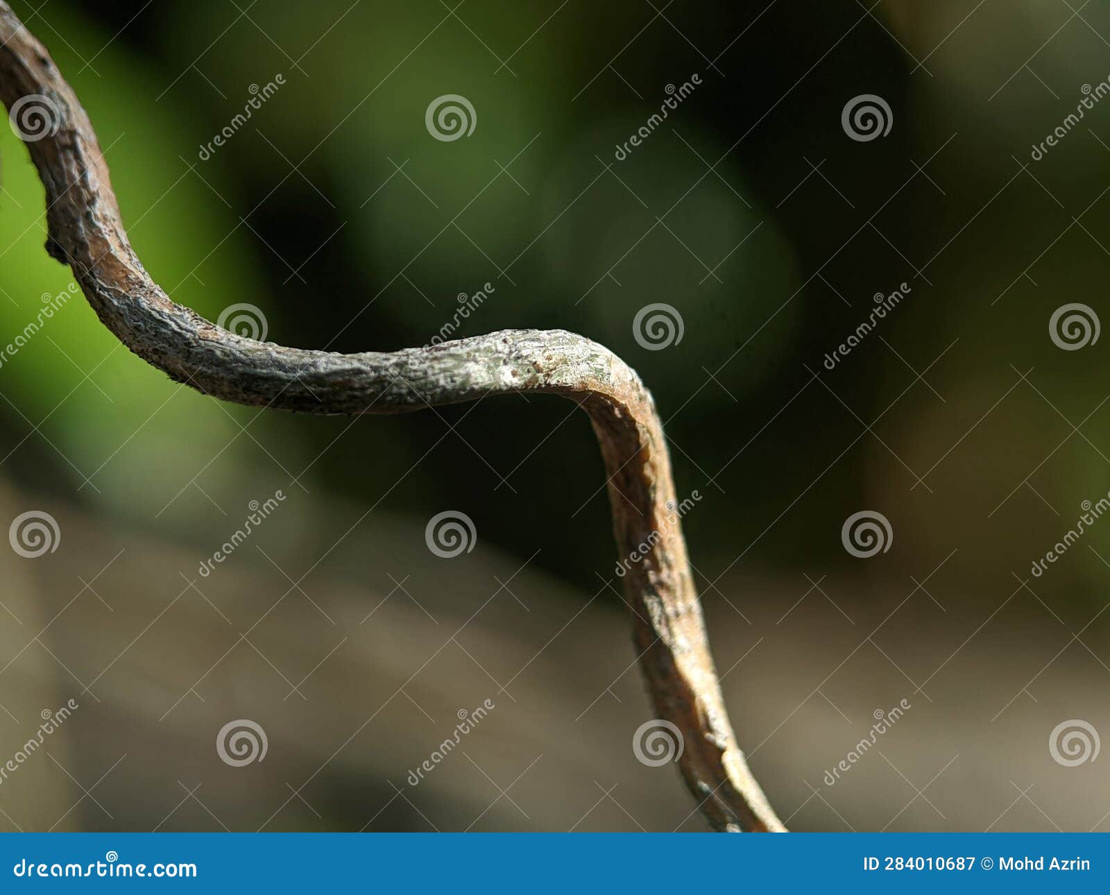 Closeup of Creeping Wood Branches Stock Image - Image of cone, pattern ...