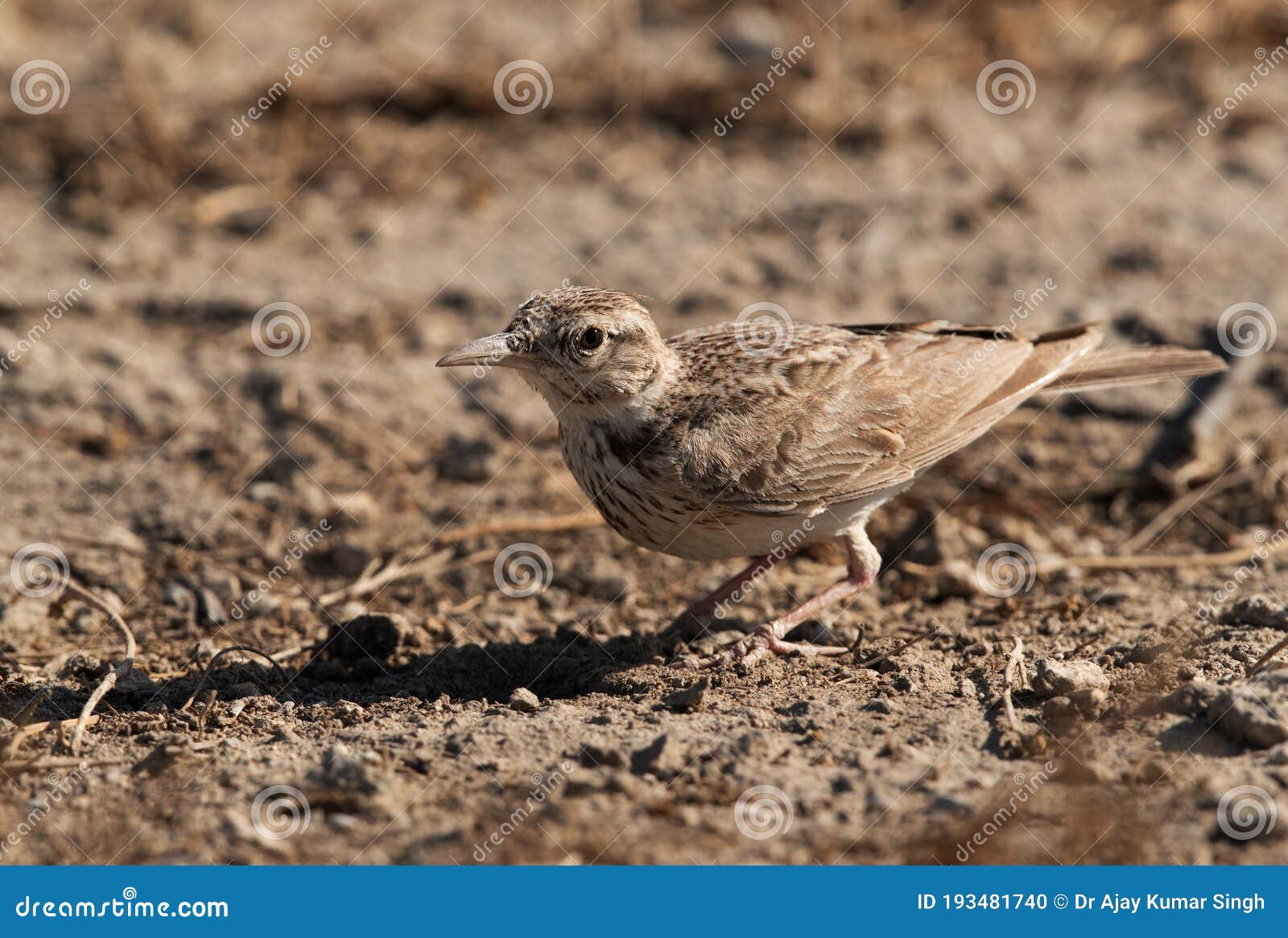 Closeup of Crested Lark stock photo. Image of lark, animal - 193481740