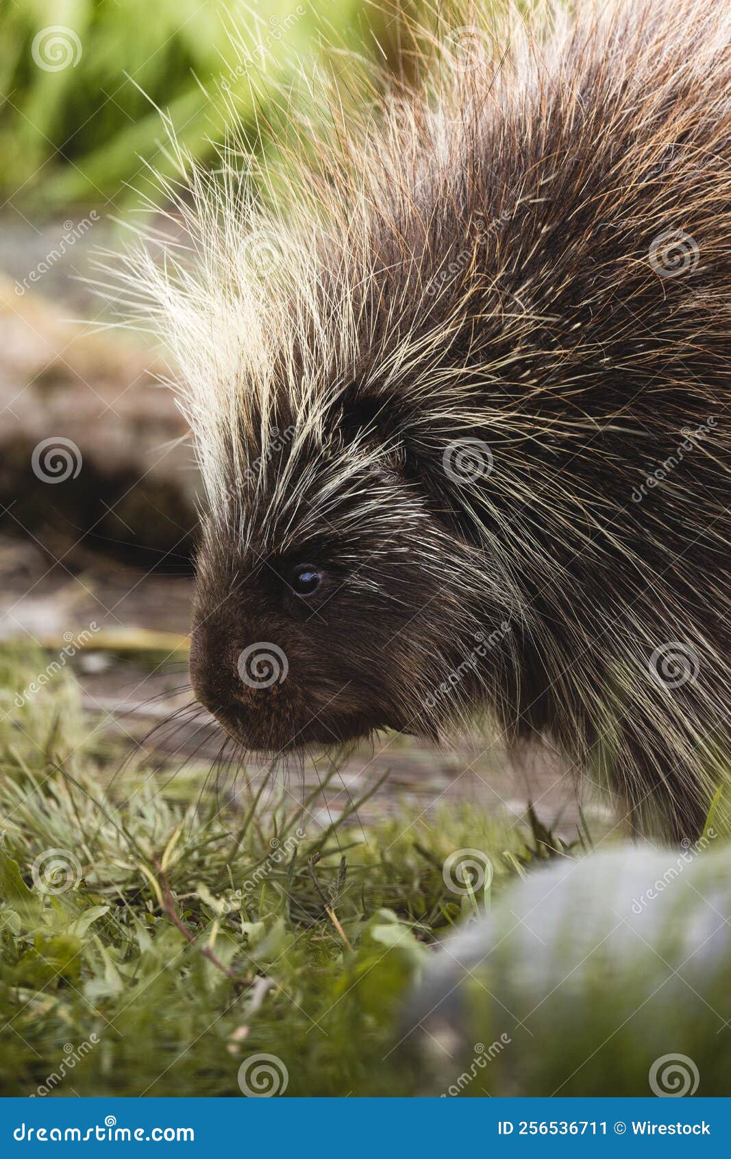 Closeup of Crested Porcupine Standing and Looking Towards Stock Image ...