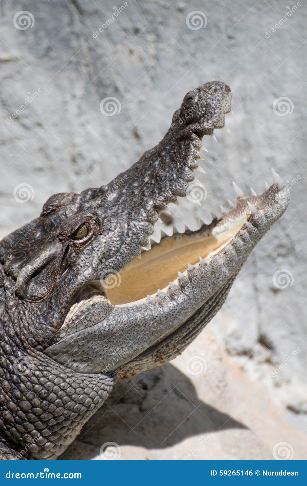 Closeup a Crocodile Head at a Open Mouth Stock Photo - Image of brown ...