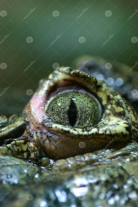 Closeup of a Crocodile S Eye Stock Photo - Image of reflection ...