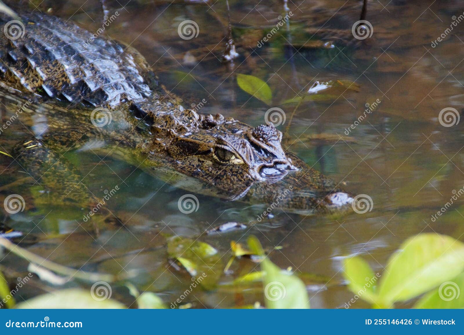 Closeup of a Crocodile Swimming in a Pond Stock Photo - Image of ...