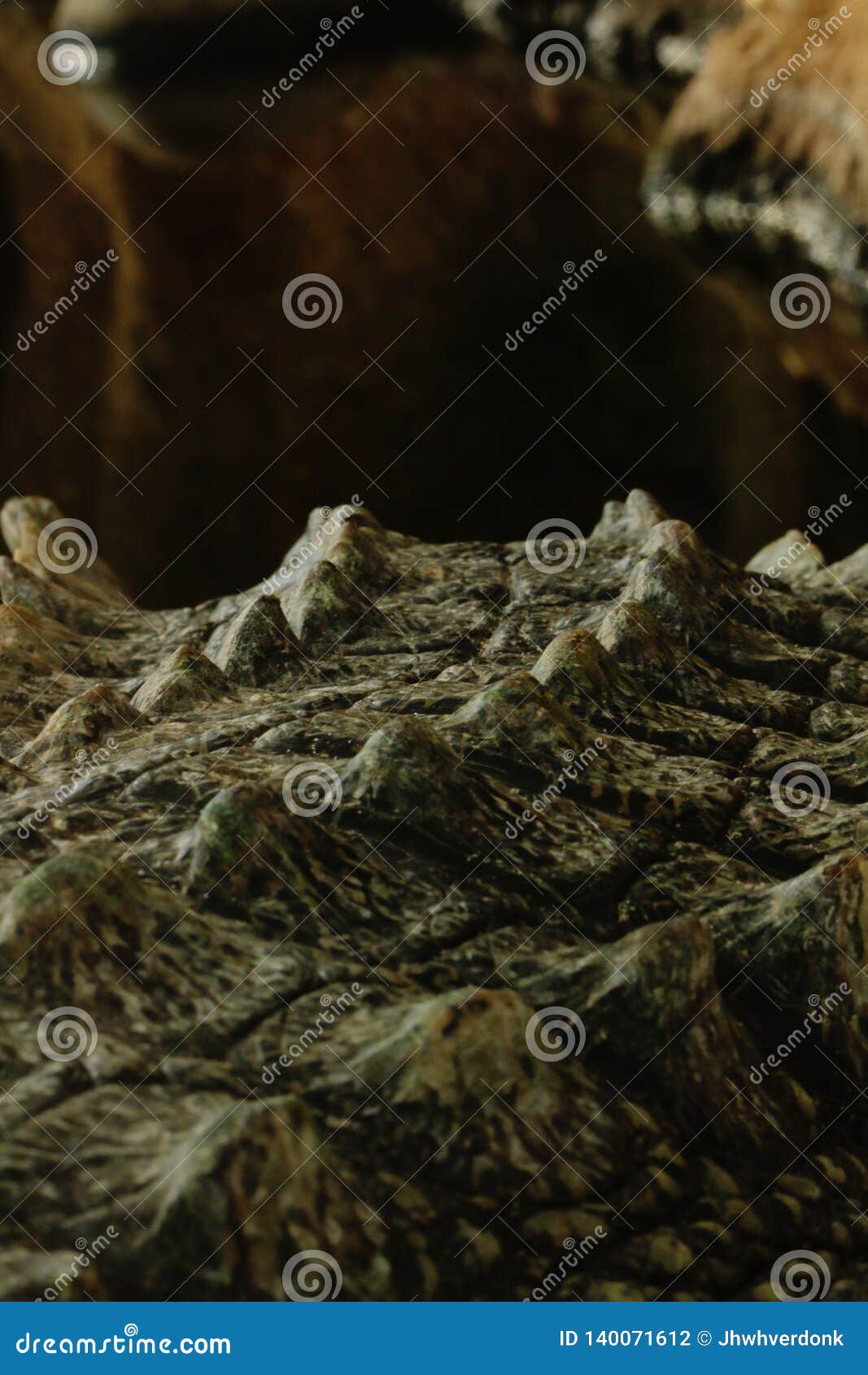 Closeup of a Crocodile Tail Stock Illustration - Illustration of ...