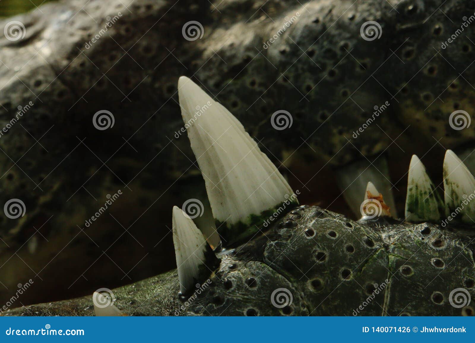 A Closeup of Crocodile Teeth Stock Photo - Image of detail, hard: 140071426