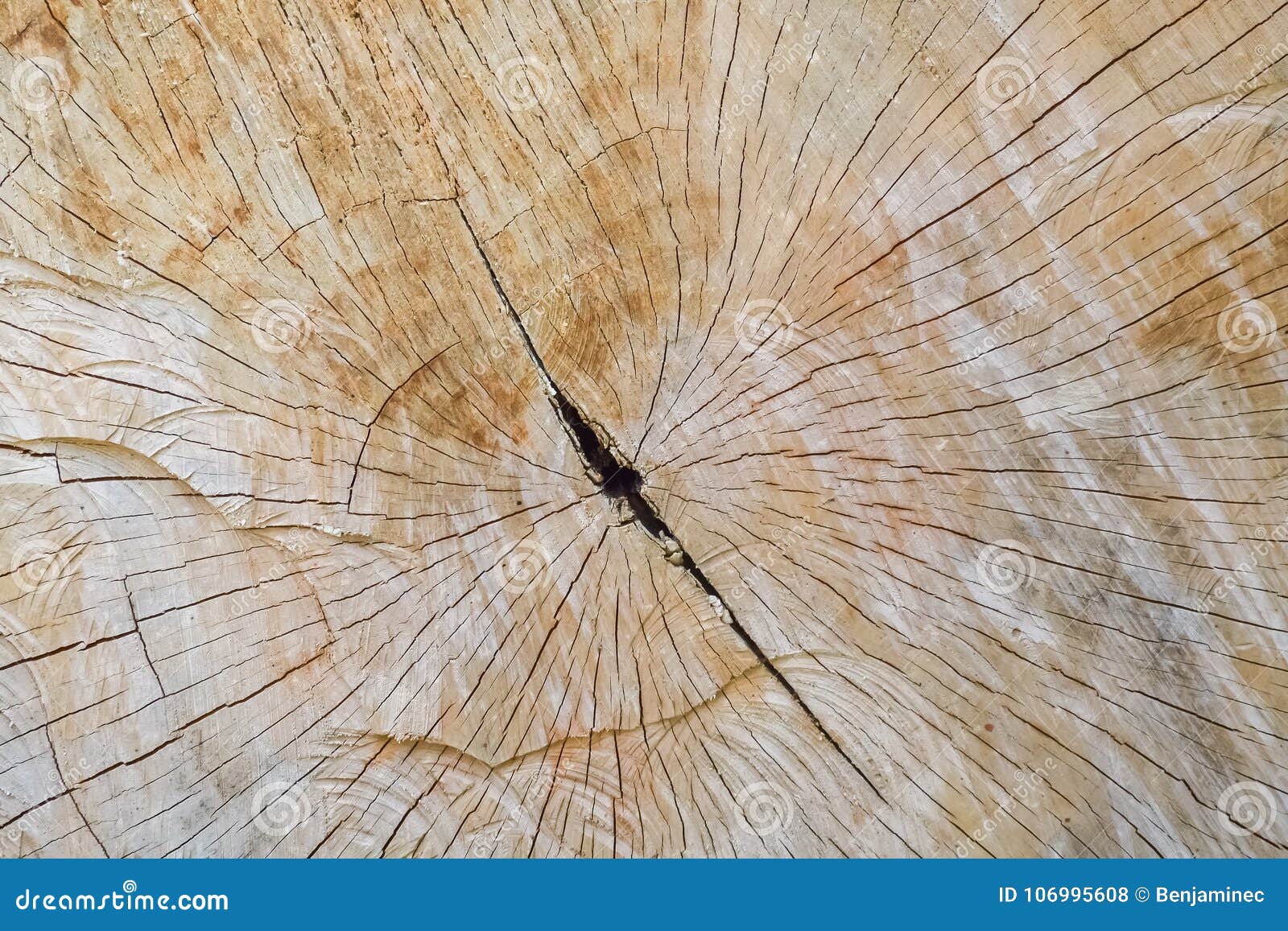 Cross Section of a Tree Trunk Stock Photo - Image of wood, timber ...