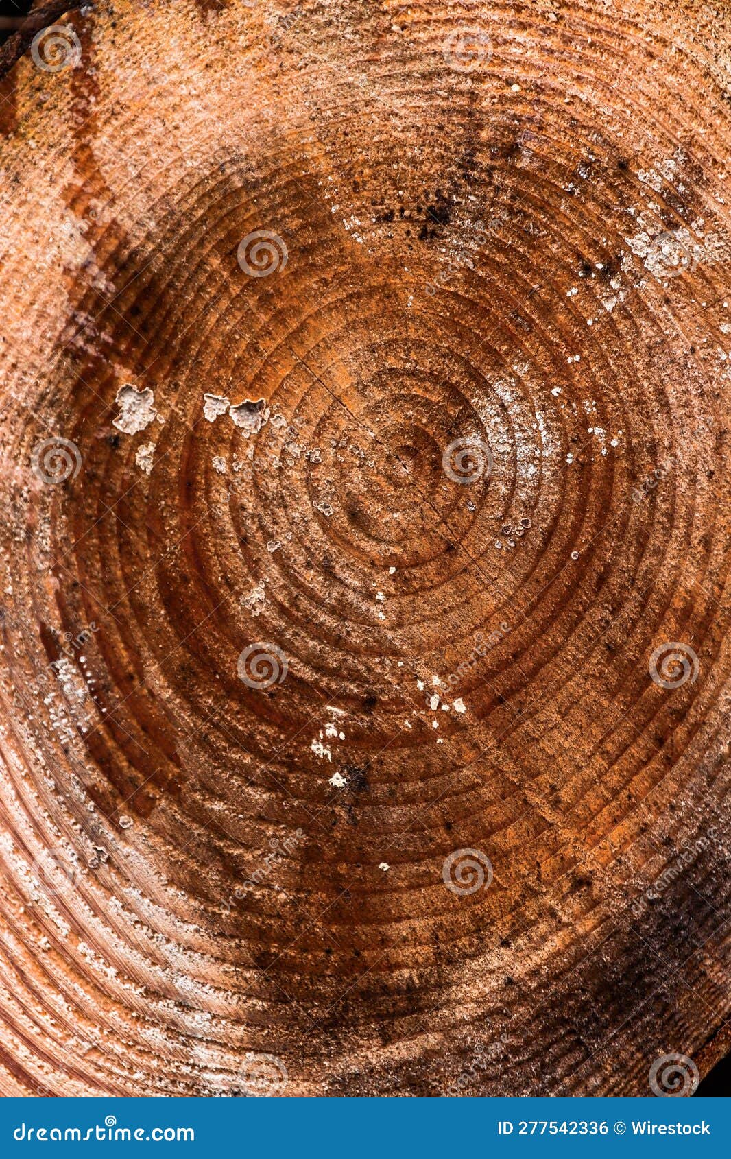 Closeup of a Cross-section of a Tree Stump Stock Photo - Image of tree ...