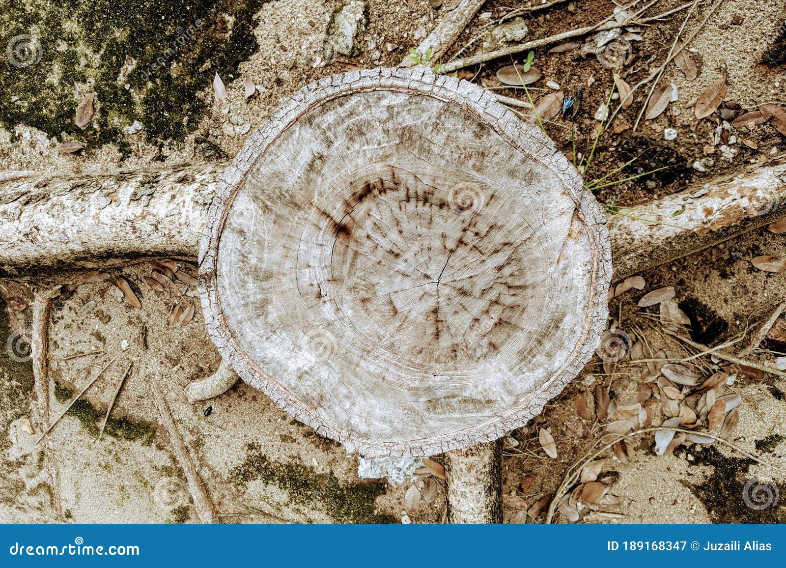 Closeup. Cross Section of a Tree Trunk. Flat Lay. Wood Texture from Cut ...
