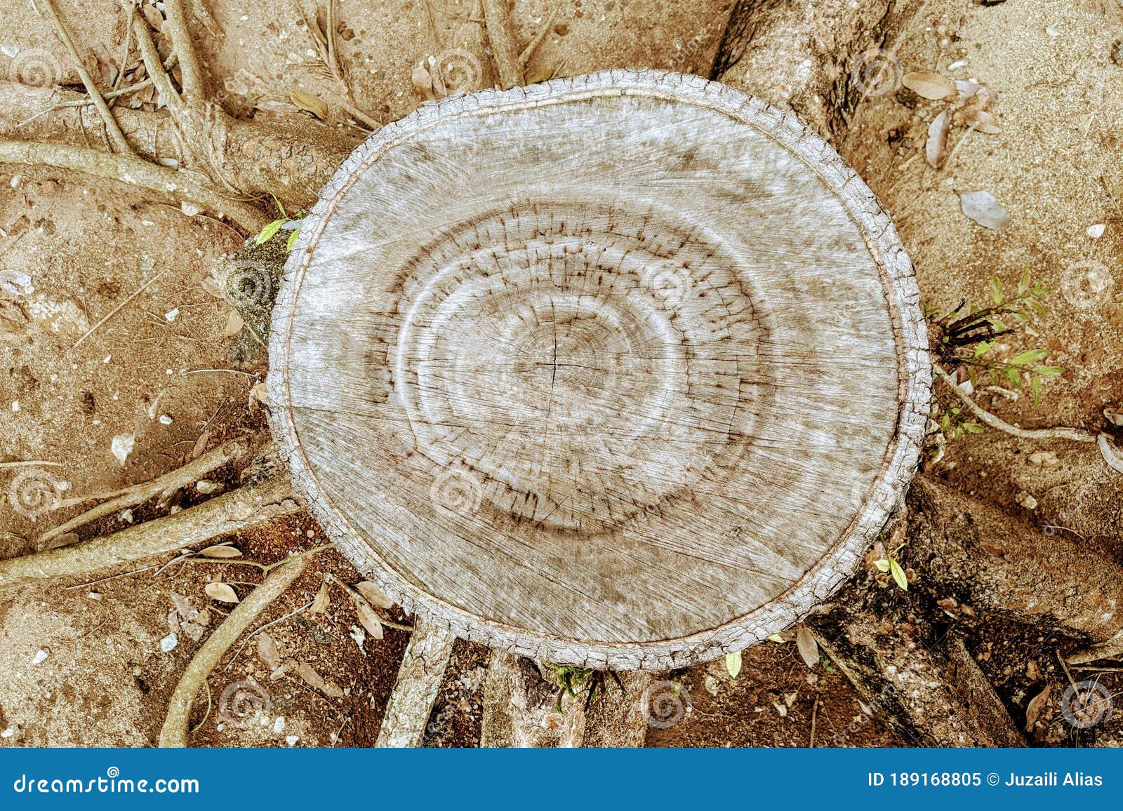 Closeup Of Cross Section Of Moso Bamboo Node Or Septa Cross Section ...