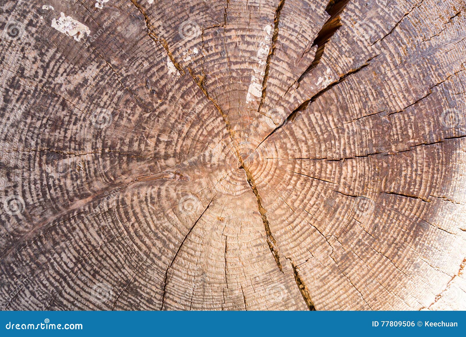 Closeup of Cross Section of Tree Trunk with Rings Stock Photo - Image ...
