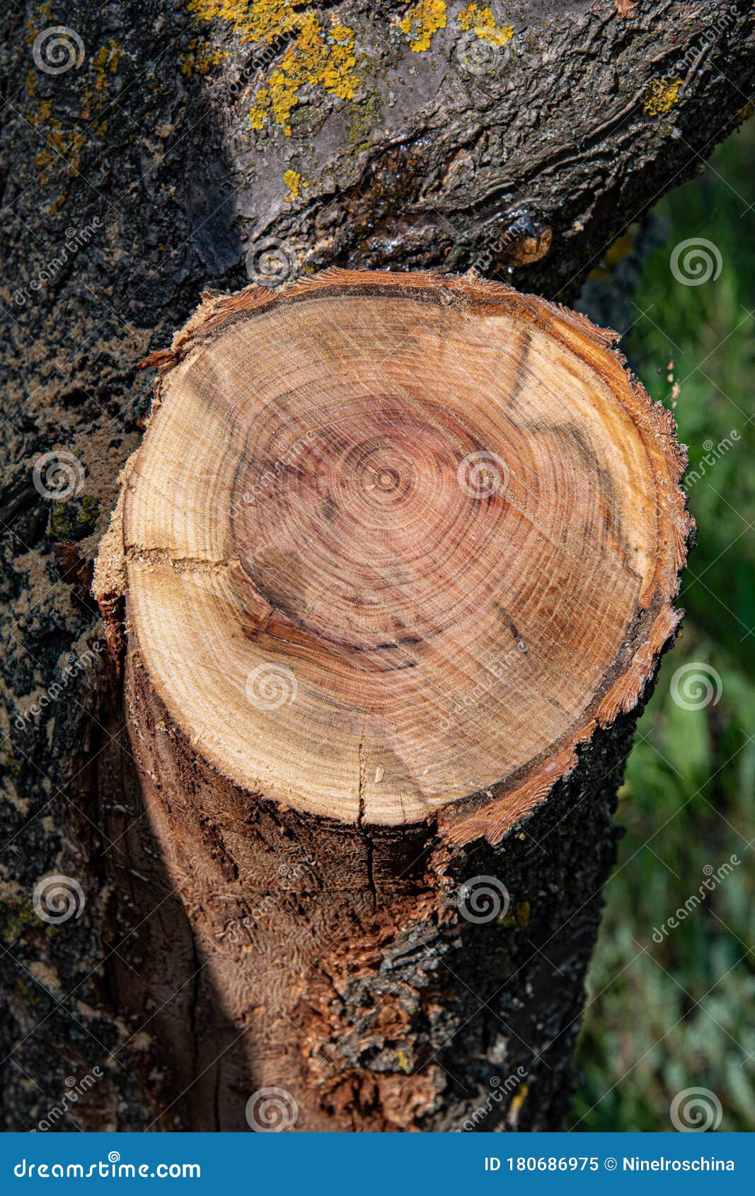 Closeup of Cross Section of Tree Trunk with Tree Ring Pattern and Rough ...