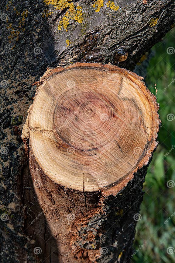 Closeup of Cross Section of Tree Trunk with Tree Ring Pattern and Rough ...