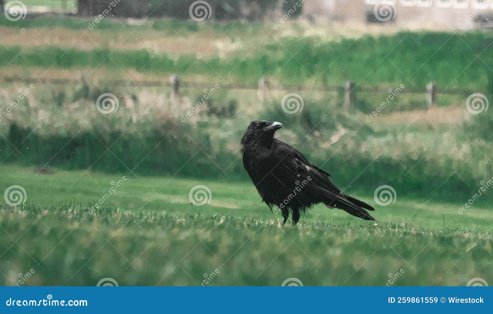 Closeup of a Crow on a Field Stock Image - Image of inhabitant, wings ...
