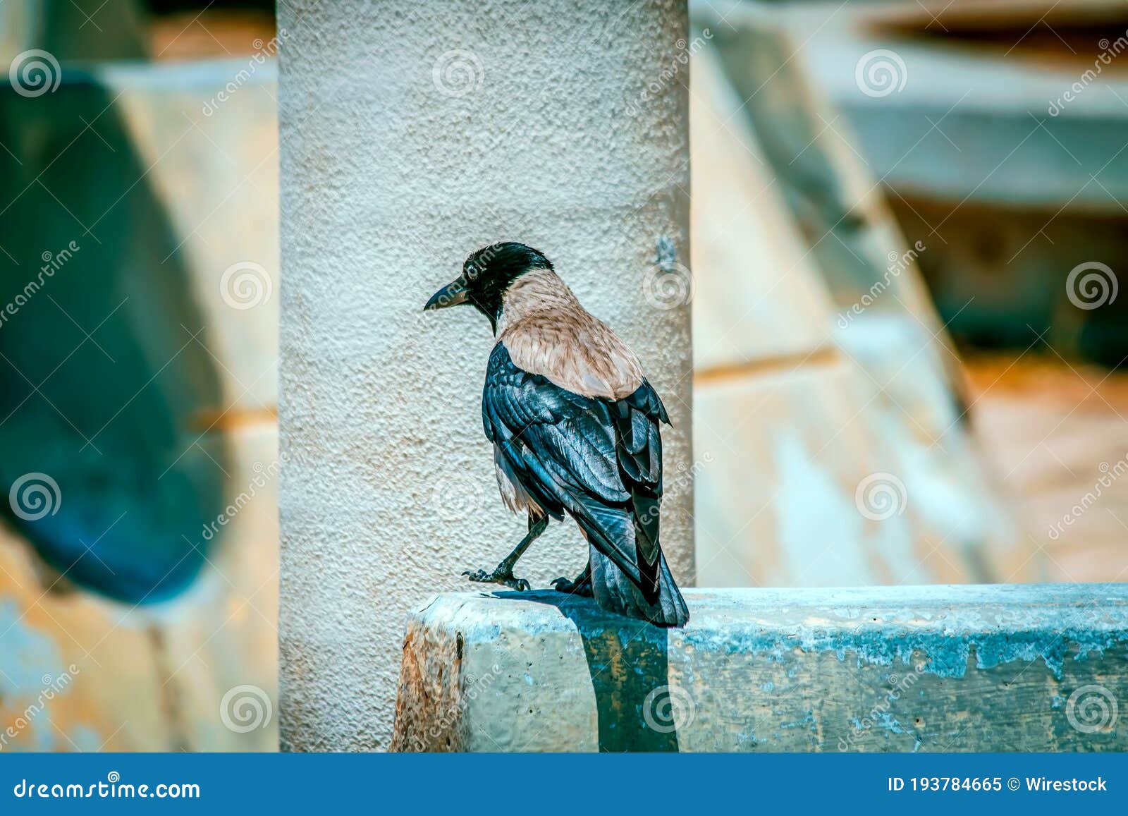 Closeup of a Crow Perched on a Wall Under the Sunlight Stock Image ...