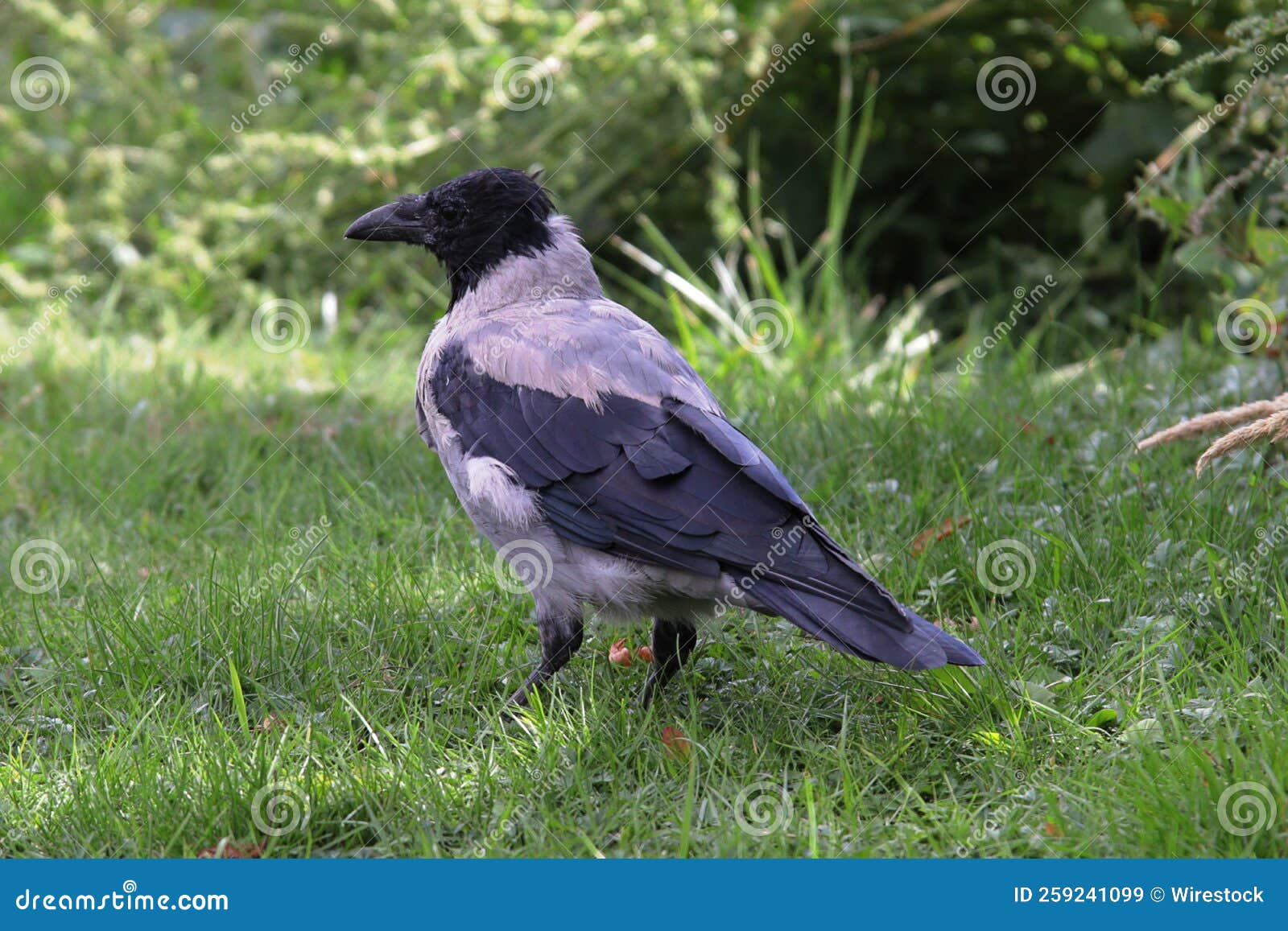 Closeup of Crow Perching on Grassland Stock Image - Image of ...