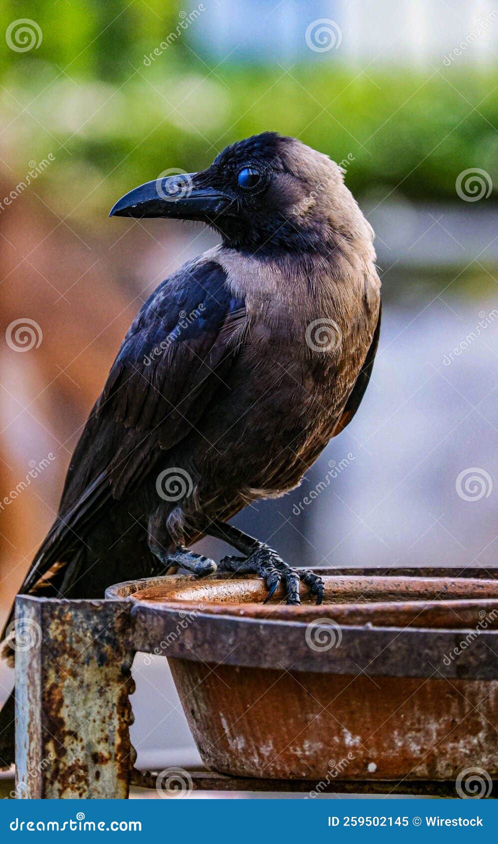 Closeup of Crow Perching on Wooden Stock Image - Image of beak, rusty ...