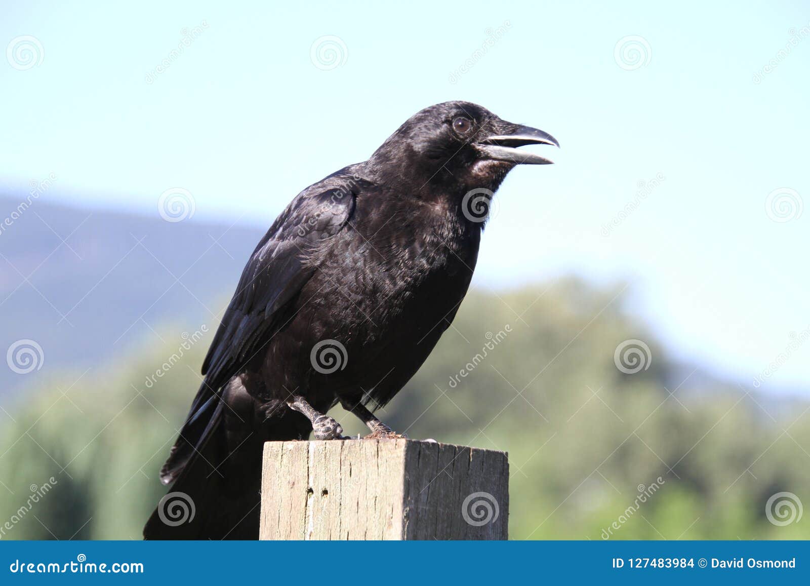 A closeup of a crow stock photo. Image of wild, wildlife - 127483984