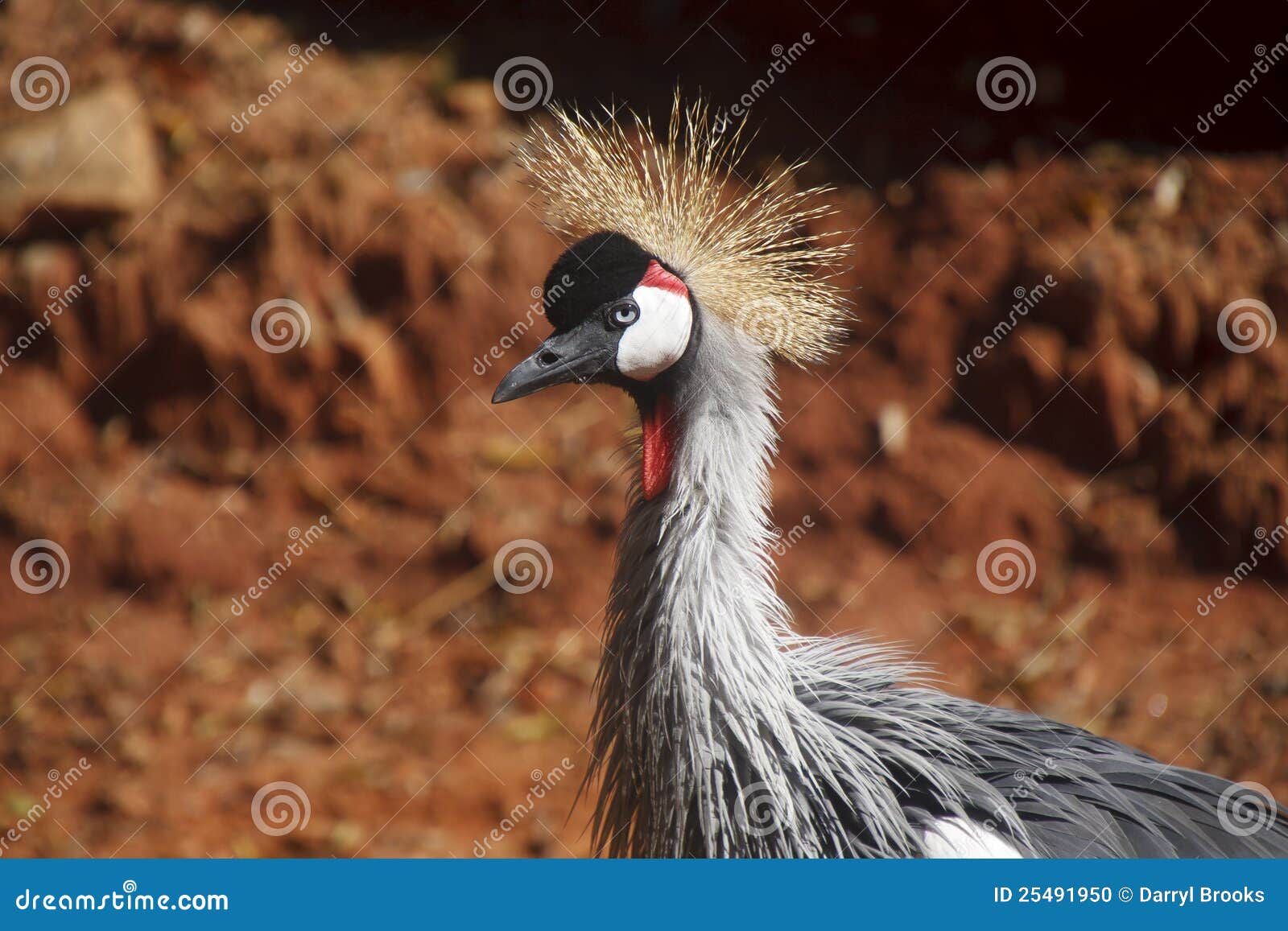 Closeup Crown Crested Crane Stock Photo - Image of crown, crane: 25491950