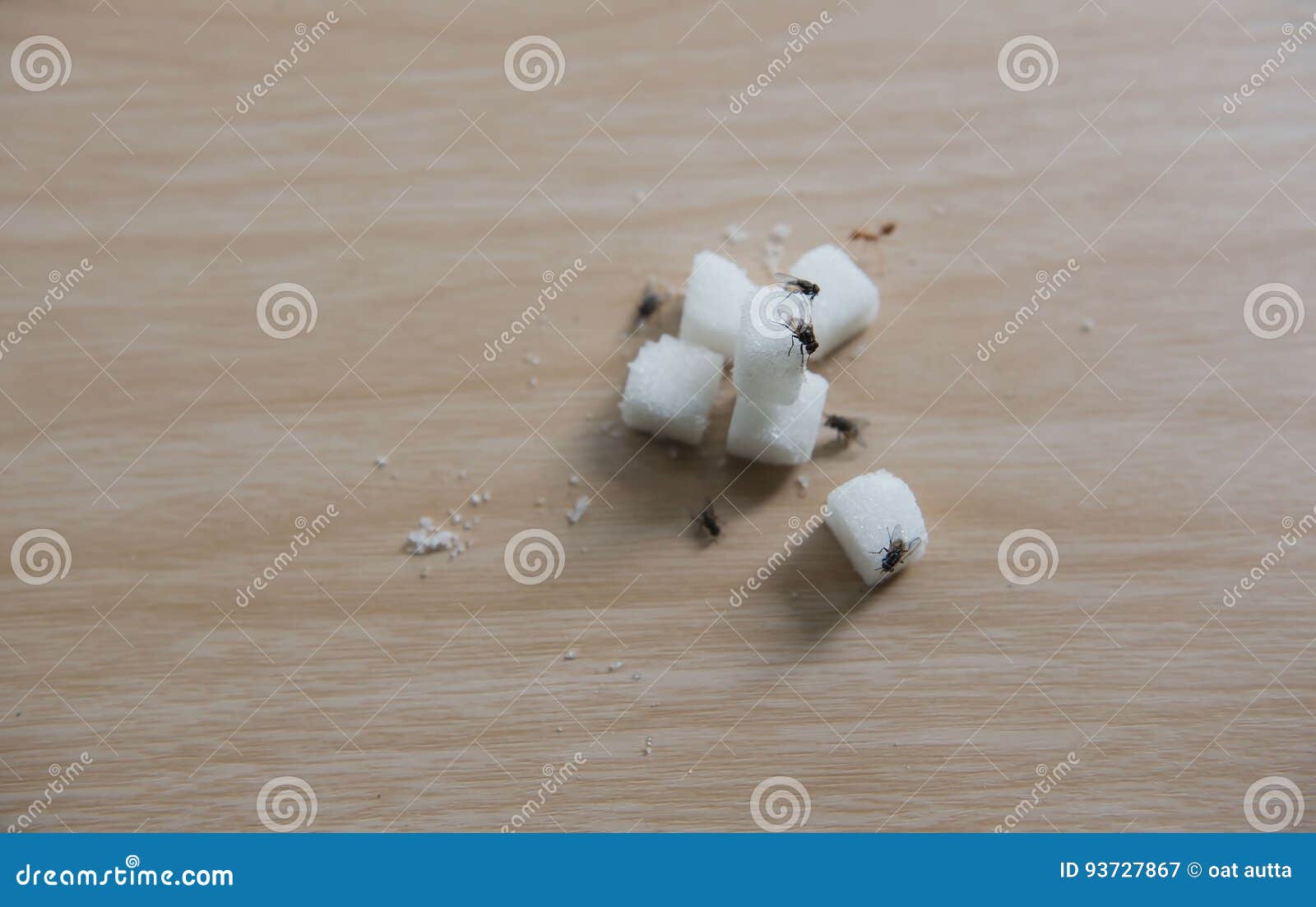 Closeup Cube Sugar and Flies on Wooden Table Stock Image - Image of ...