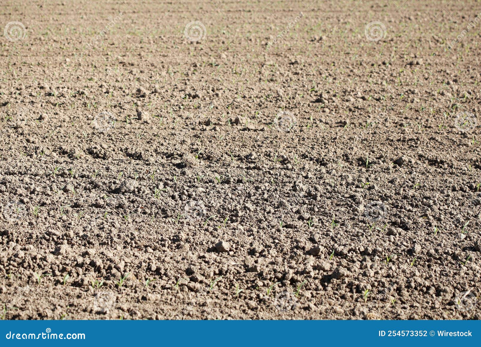Closeup of Cultivated Field Ground. Stock Photo - Image of green ...