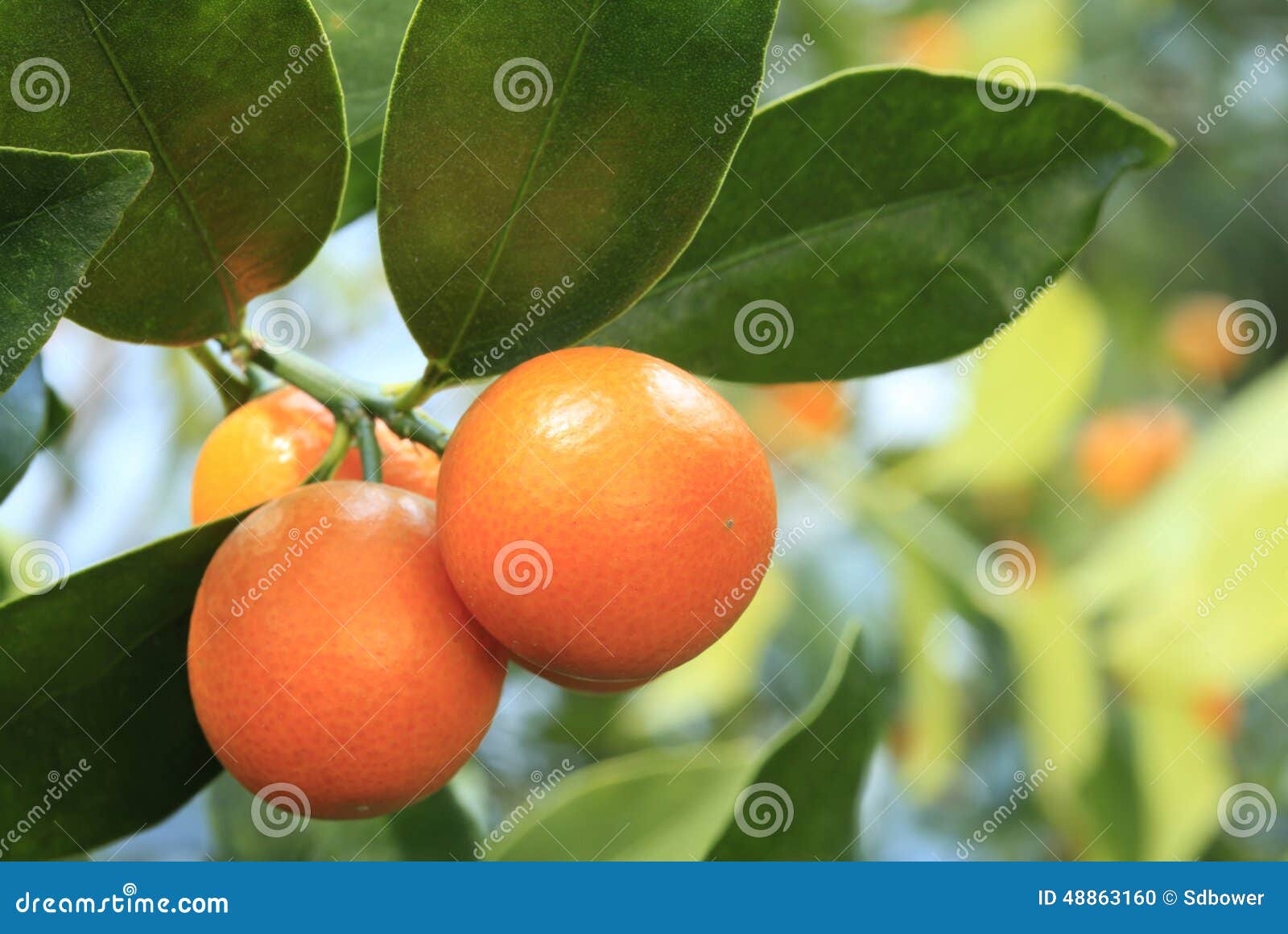 Closeup of Cumquats Growing on the Tree Stock Photo - Image of fruit ...