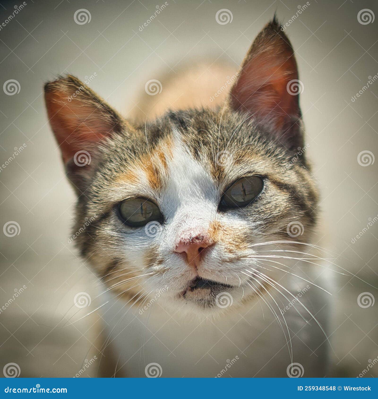 Closeup of Curious Cat Looking at Camera Stock Photo - Image of cute ...