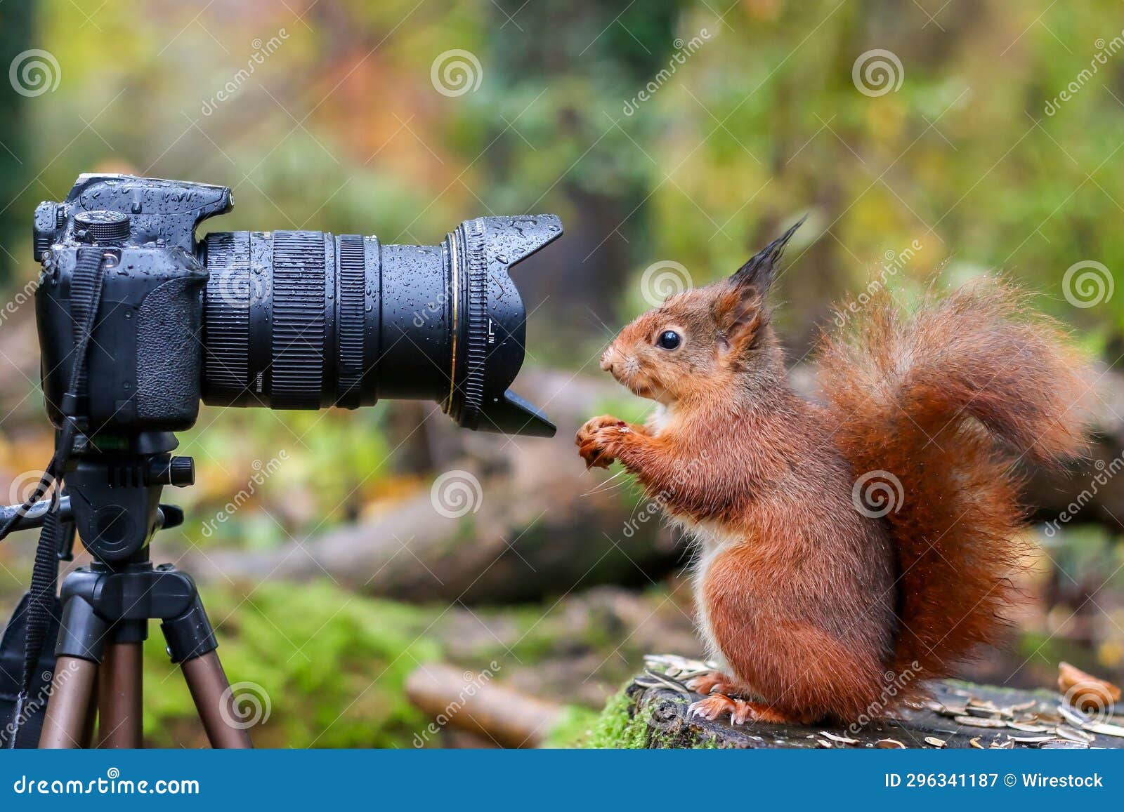 Closeup of a Curious Gray Squirrel Looking into a Camera Lens in a ...