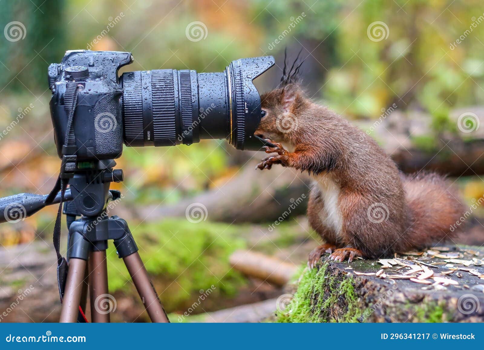 Closeup of a Curious Gray Squirrel Looking into a Camera Lens in a ...